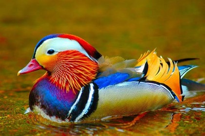 The Power Of Color:40 Superbly Colorful Bird Photos - Designbeep