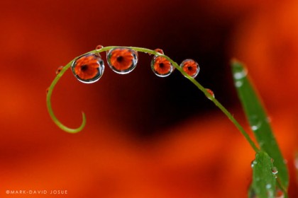 45 Stunning Examples of Water Drop Reflection Photography - Designbeep