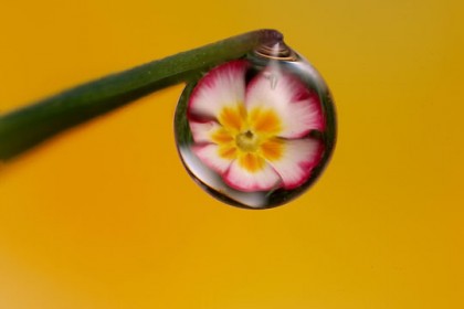 45 Stunning Examples of Water Drop Reflection Photography - Designbeep