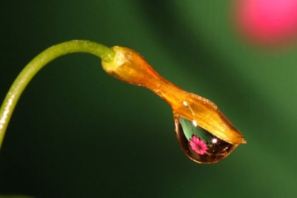 45 Stunning Examples of Water Drop Reflection Photography - Designbeep