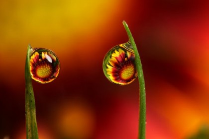 45 Stunning Examples of Water Drop Reflection Photography - Designbeep