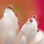 45 Stunning Examples of Water Drop Reflection Photography - Designbeep