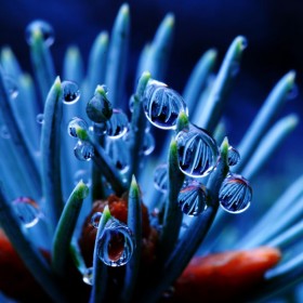 45 Stunning Examples of Water Drop Reflection Photography - Designbeep