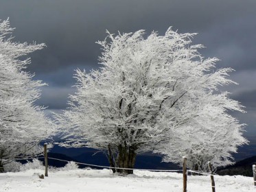 The Magic of Nature:35 Dazzling Snowy Tree Photos - Designbeep