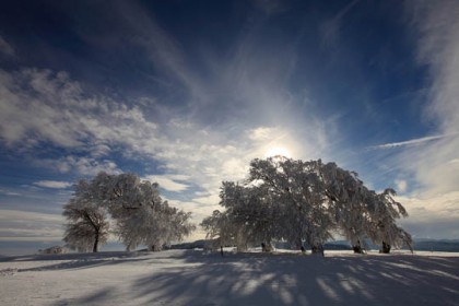 The Magic of Nature:35 Dazzling Snowy Tree Photos - Designbeep