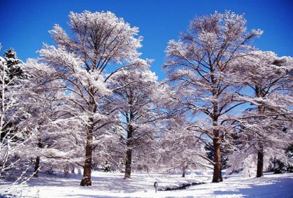 The Magic of Nature:35 Dazzling Snowy Tree Photos - Designbeep