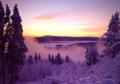 The Magic of Nature:35 Dazzling Snowy Tree Photos - Designbeep