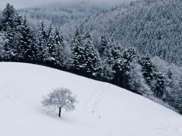 The Magic of Nature:35 Dazzling Snowy Tree Photos - Designbeep