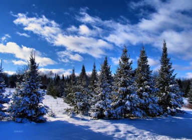 The Magic of Nature:35 Dazzling Snowy Tree Photos - Designbeep