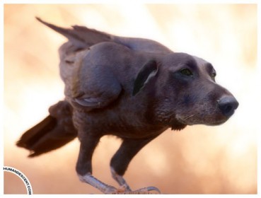 Showcase of Creative but Weird Animal Photo Manipulations - Designbeep