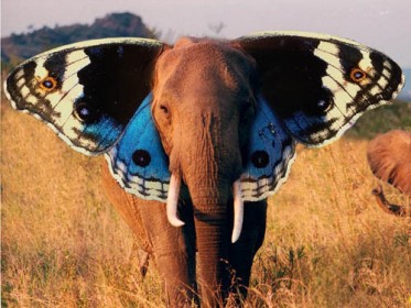 Showcase of Creative but Weird Animal Photo Manipulations - Designbeep