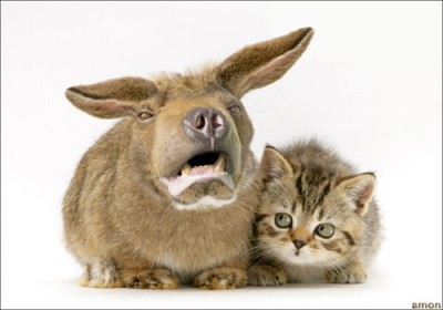 Showcase of Creative but Weird Animal Photo Manipulations - Designbeep