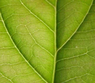 30+ Free High Quality Leaf Textures for Your Designs - Designbeep
