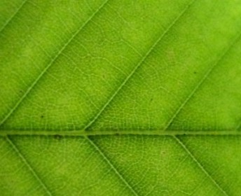30+ Free High Quality Leaf Textures for Your Designs - Designbeep