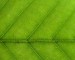 30+ Free High Quality Leaf Textures for Your Designs - Designbeep