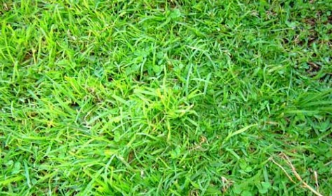 50 Free High Resolution Grass Textures for Designers - Designbeep