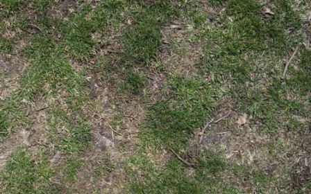 50 Free High Resolution Grass Textures for Designers - Designbeep