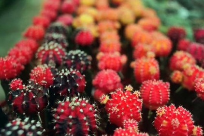 The Beauty Of Colors:35 Eye-Catching Examples of Colorful Photography ...