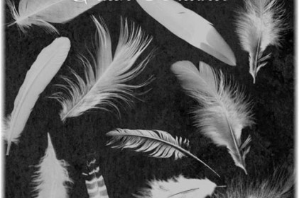 50+ Free Feather Brushes For Photoshop Users 2025 - Designbeep