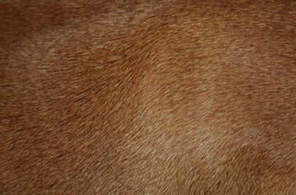 A Collection Of High Quality Free Fur Textures - Designbeep