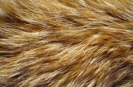 A Collection Of High Quality Free Fur Textures - Designbeep