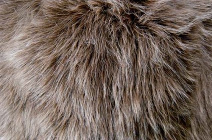 A Collection Of High Quality Free Fur Textures - Designbeep