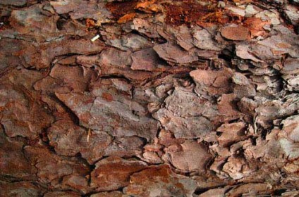 25 Free Bark Textures For Designers - Designbeep