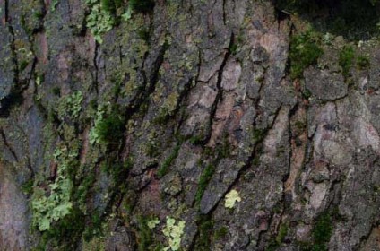 25 Free Bark Textures For Designers - Designbeep