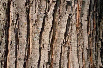 25 Free Bark Textures For Designers - Designbeep