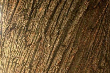 25 Free Bark Textures For Designers - Designbeep