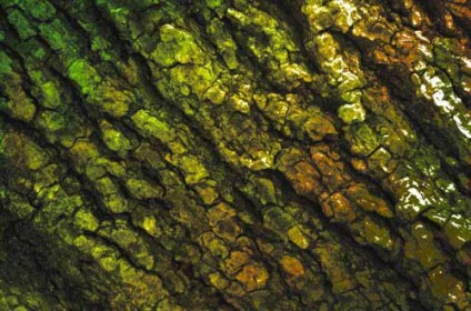 25 Free Bark Textures For Designers - Designbeep