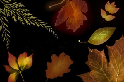 20 Sets Of Free Leaf Brushes For Photoshop - Designbeep