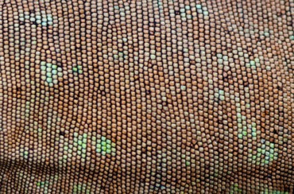 A Collection Of Free Snake Skin Textures For Designers - Designbeep