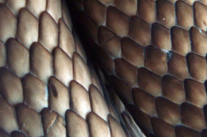 A Collection Of Free Snake Skin Textures For Designers - Designbeep