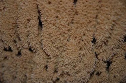 15 Sets Of Free Sponge Textures 2026 - Designbeep