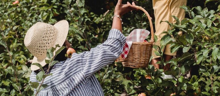 6 Ways to Optimize Your Home Orchard - Designbeep