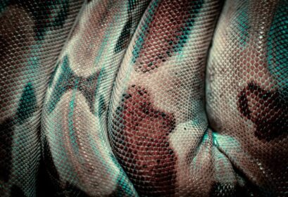 20+ FREE Snake Skin Textures For Designers 2025 - Designbeep