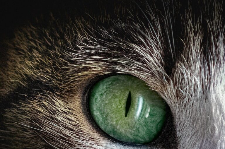 Collection Of Free Animal Fur Brushes for Photohop (50+ Downloads ...